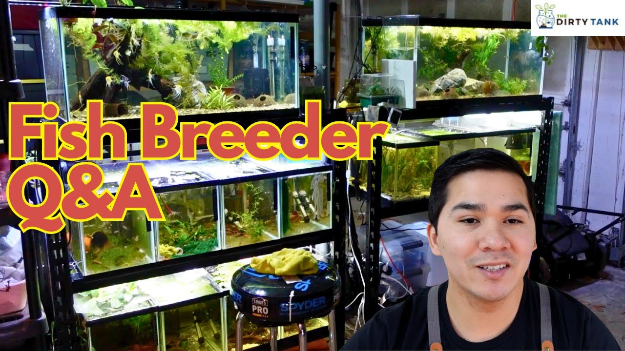 Professional Breeder Fish Room Tour & Interview - YouTube