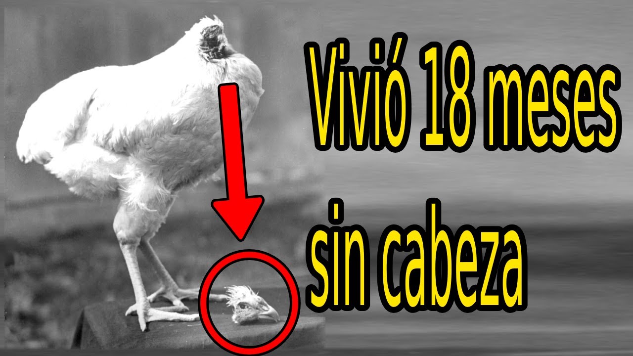 Mike, el Pollo sin Cabeza - YouTube