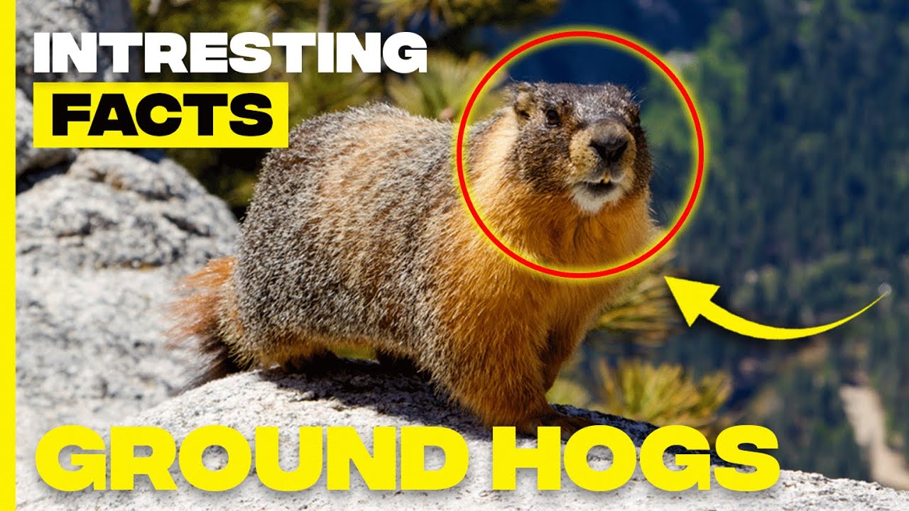 Surprising Groundhog Facts You Need to Know! - YouTube
