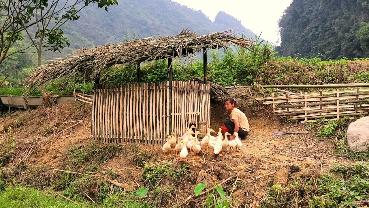 How to make duck house - farm building - my daily life | Lý Thị Coi ...