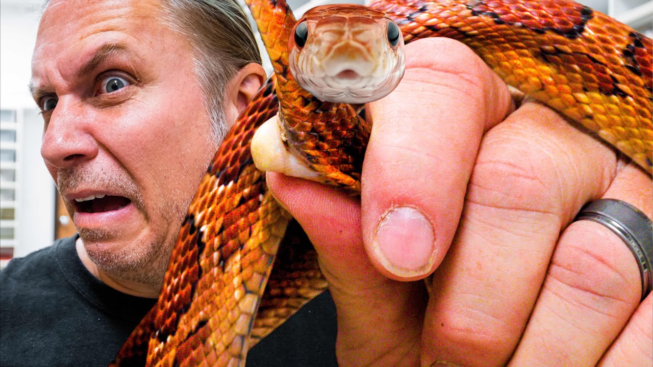 SNAKE PASSES GAS IN MY FACE!! NEVER HAD THIS HAPPEN BEFORE?? | BRIAN ...