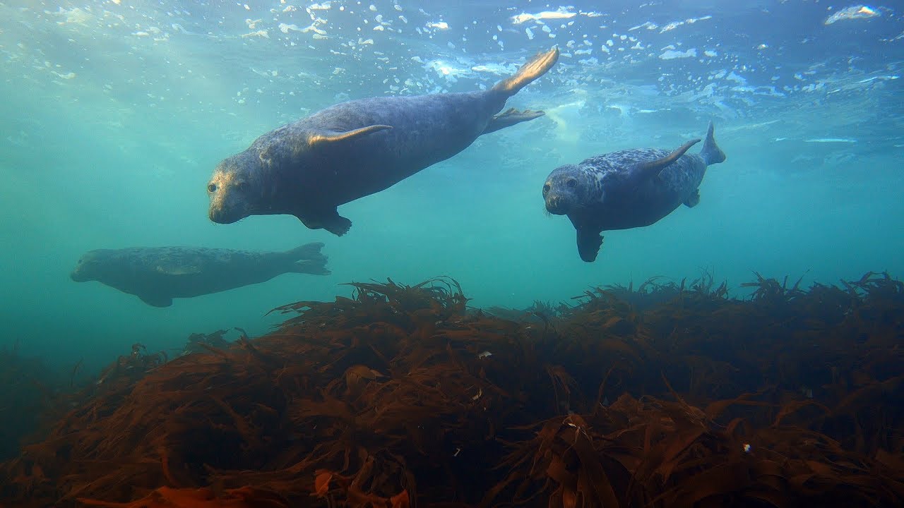 Freediving with seals - YouTube