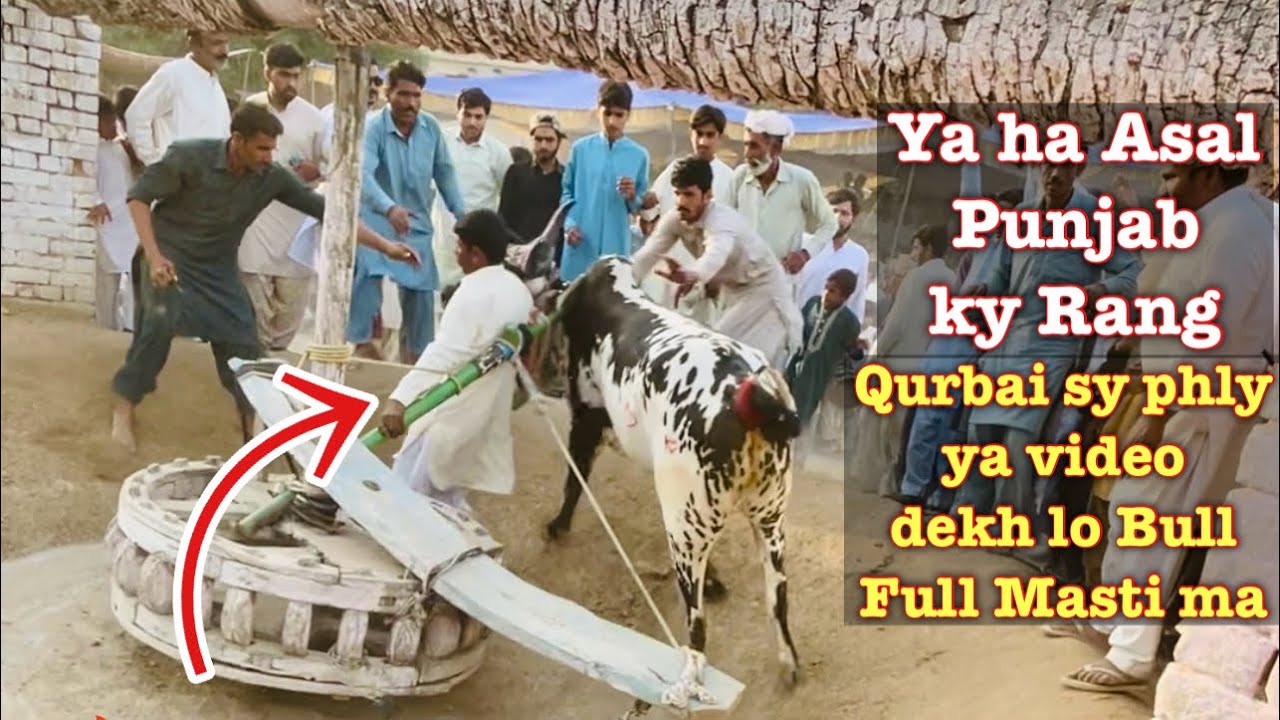 Bull full masti ma 😳 - YouTube