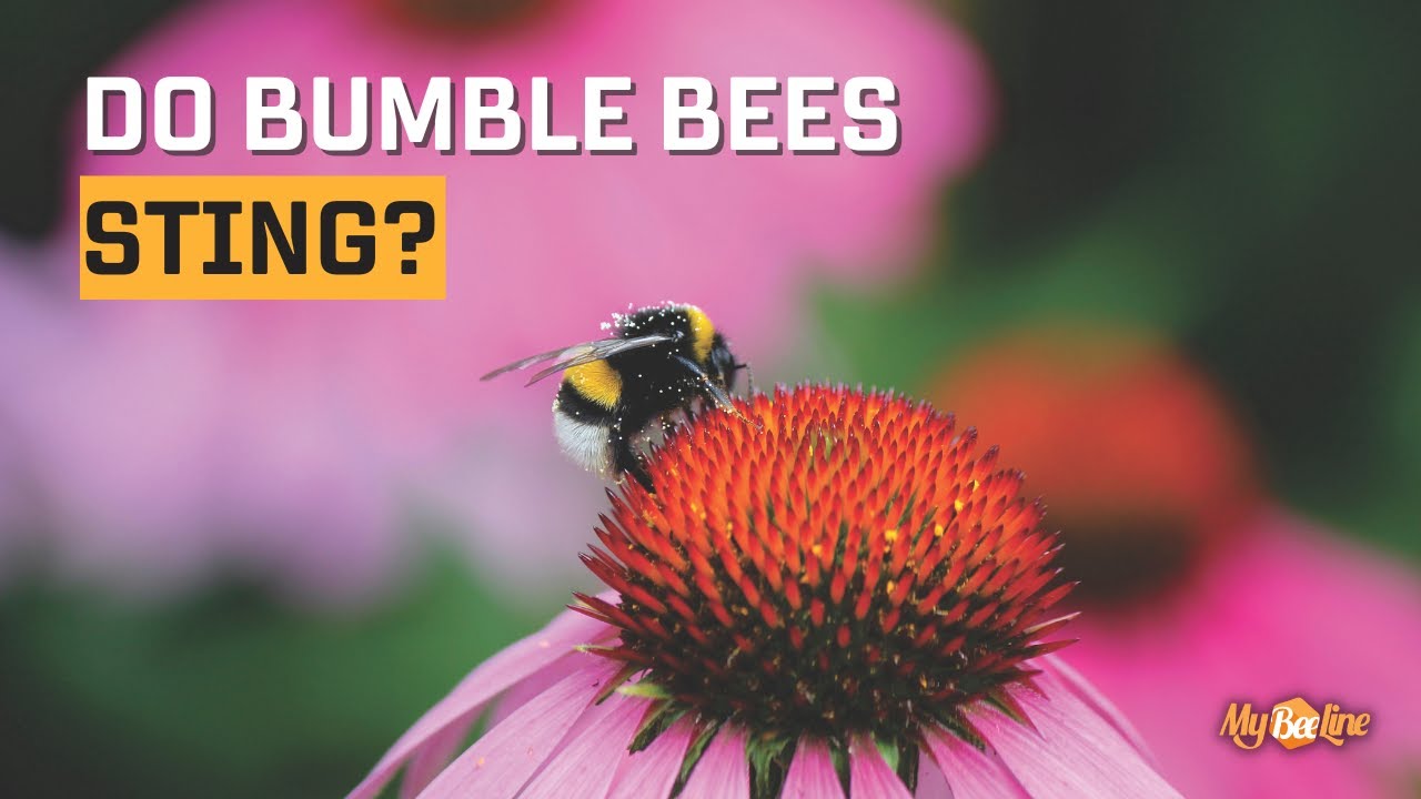Do bumble bees sting? - YouTube