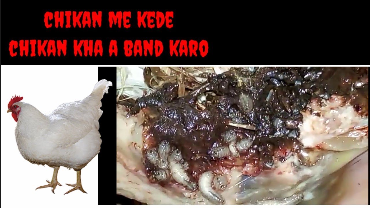 Chikan me kede braking news Chikan Khan band karo by today knowledge ...