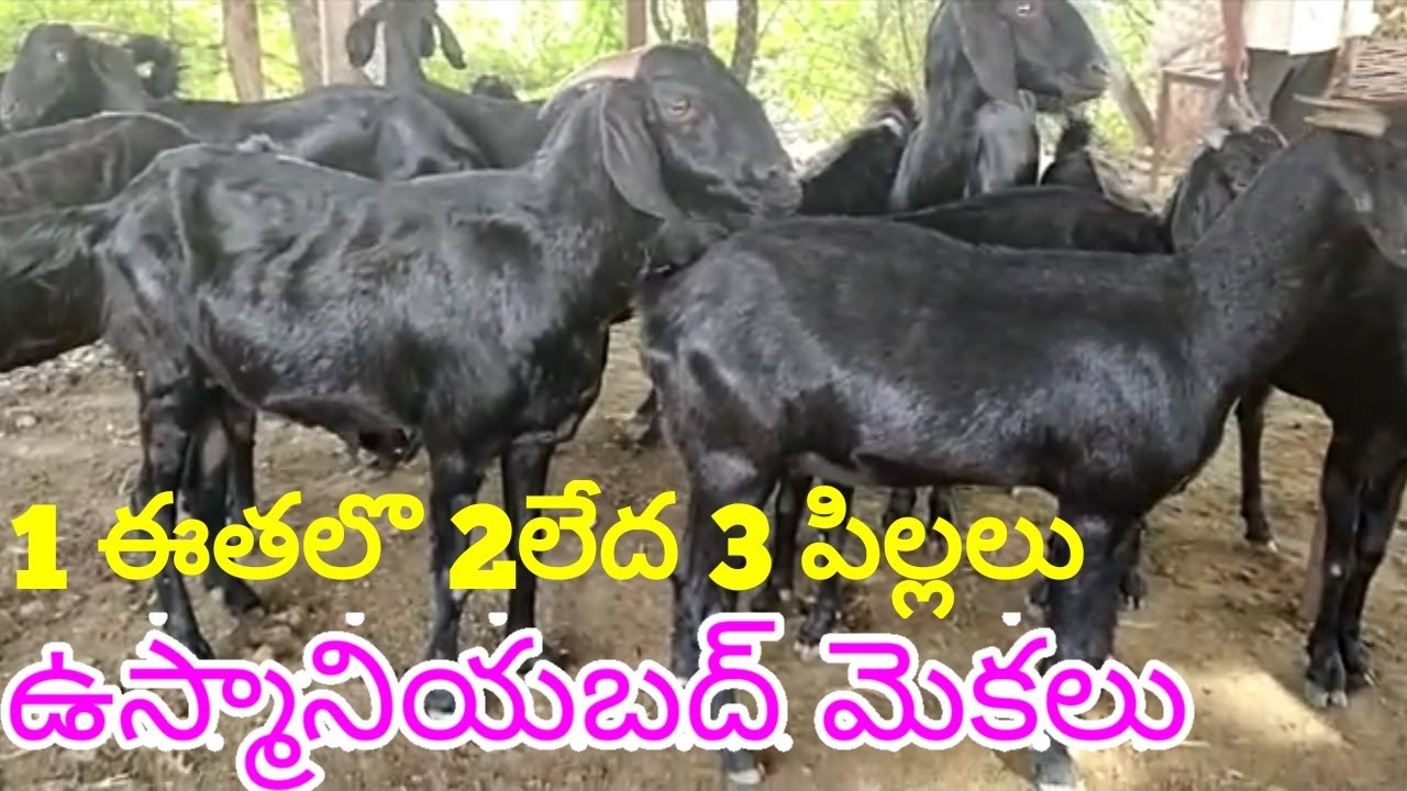 Lucky goat farm karnatka 9740927905@ampetsnellore - YouTube