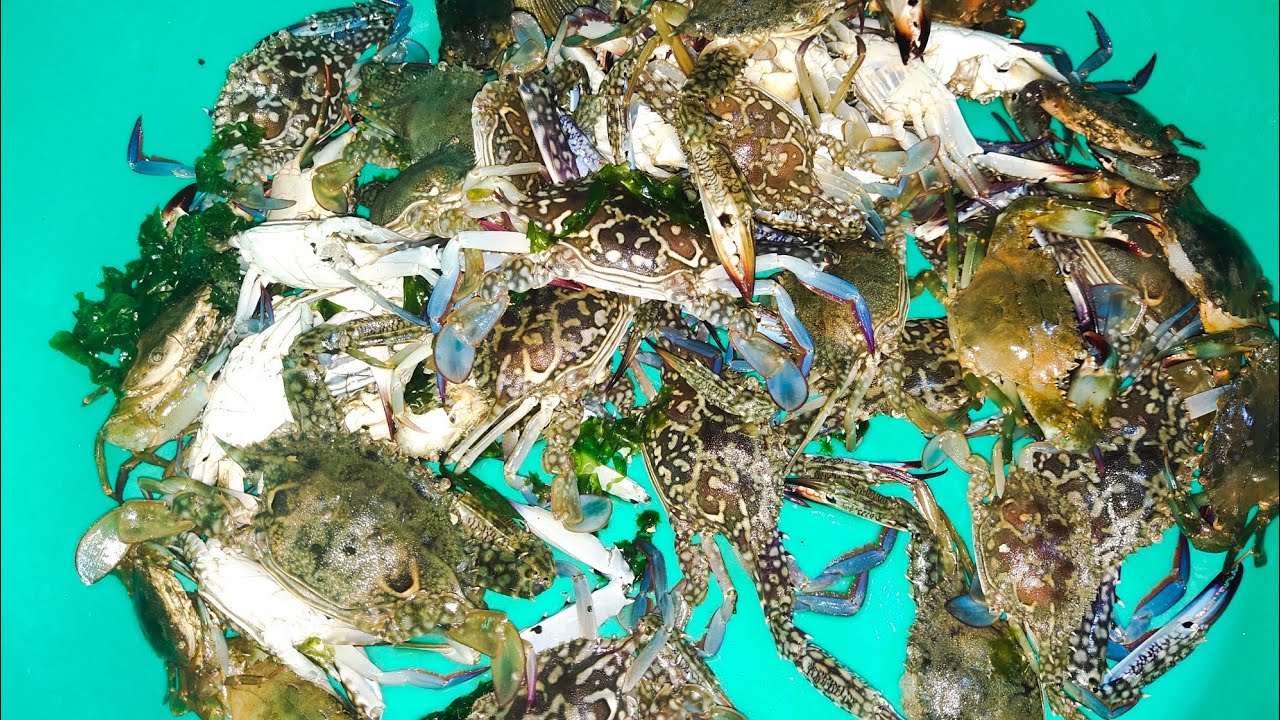 ( BLUE CRAB ) easy way to catch blue crab.. or LAMBAY .#shortsvideo # ...