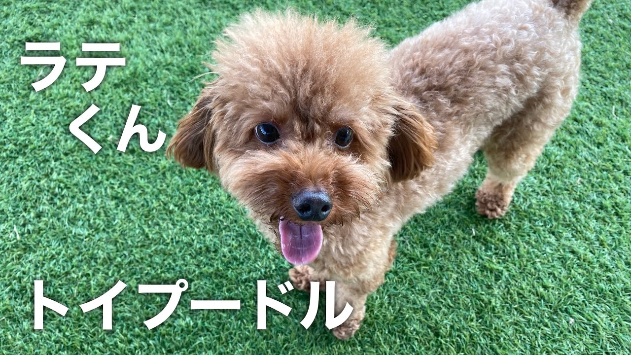トイプードル ラテくん【Toy poodle】 - YouTube