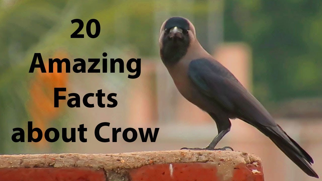 20 Amazing Facts about Crow - YouTube