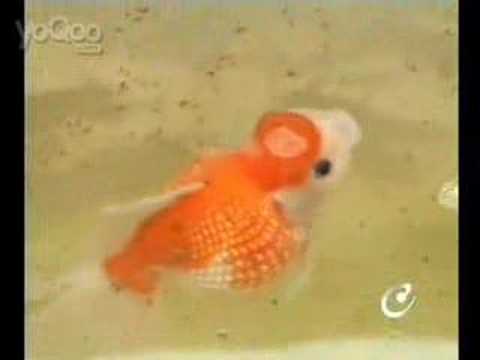 Goldfish Breeding Part 2 - YouTube