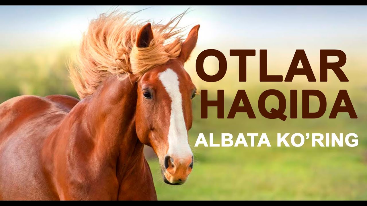 OTLAR HAQIDA - ABDULAZIZ DOMLA - YouTube