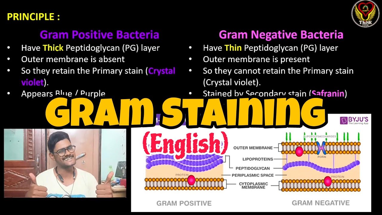 Gram Staining (English) | Microbiology | Principle & Procedure | ThiNK ...