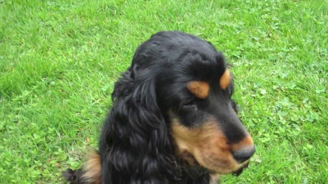 Le cocker le plus mignon du monde - YouTube