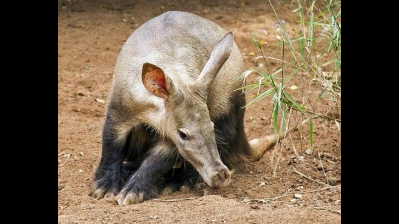 Interesting Facts about Aardvark - YouTube