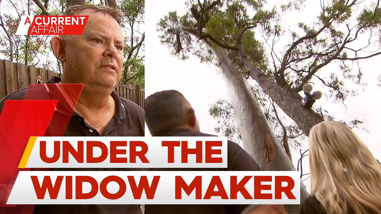 Australian couple living in fear of towering 'widow maker' tree | A ...