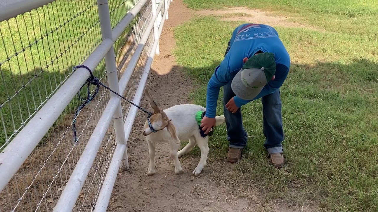 Educational tips on Market goat projects. - YouTube