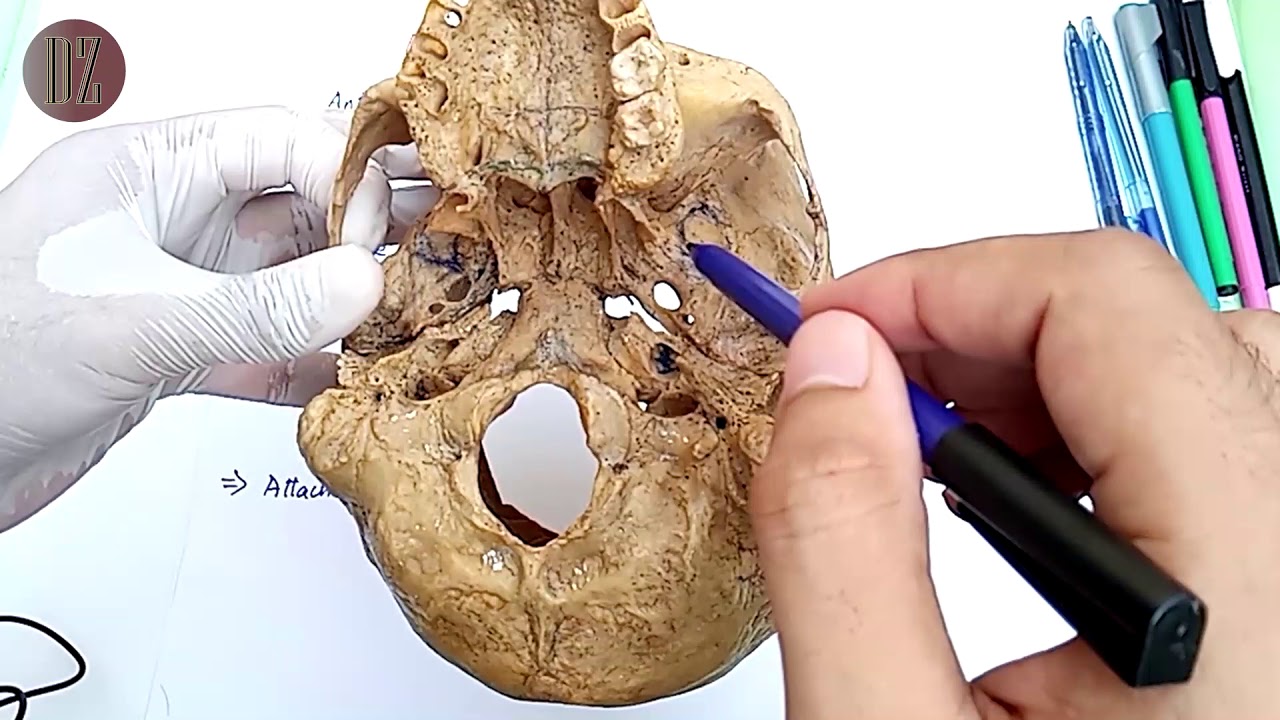 Norma Basalis (Part 1/2) | Exterior of Skull | Doctor Z - YouTube