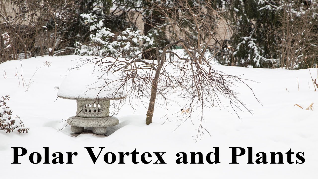 Polar Vortex and Plants - YouTube