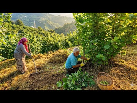 🌽🌰 Bitmeyen Bahçe Mesaisi! Mısır ve Fındık Bahçesinde Yoğun Gün