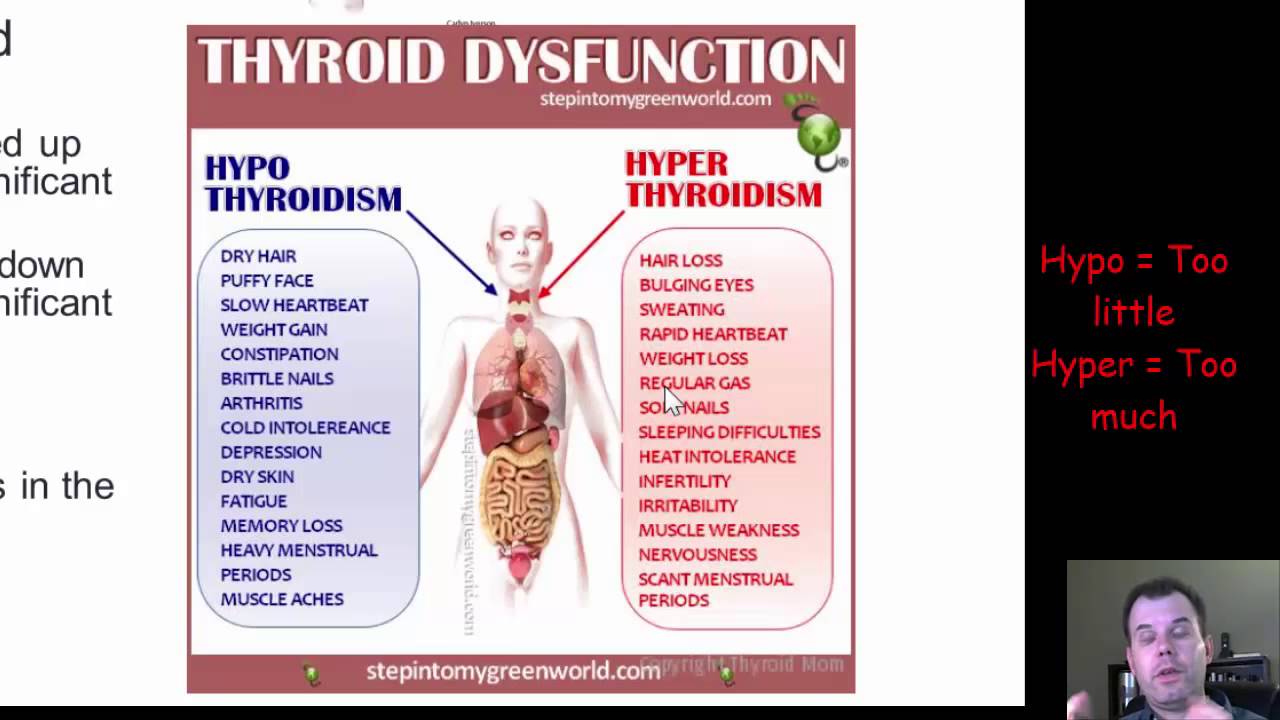 Endocrine System - YouTube
