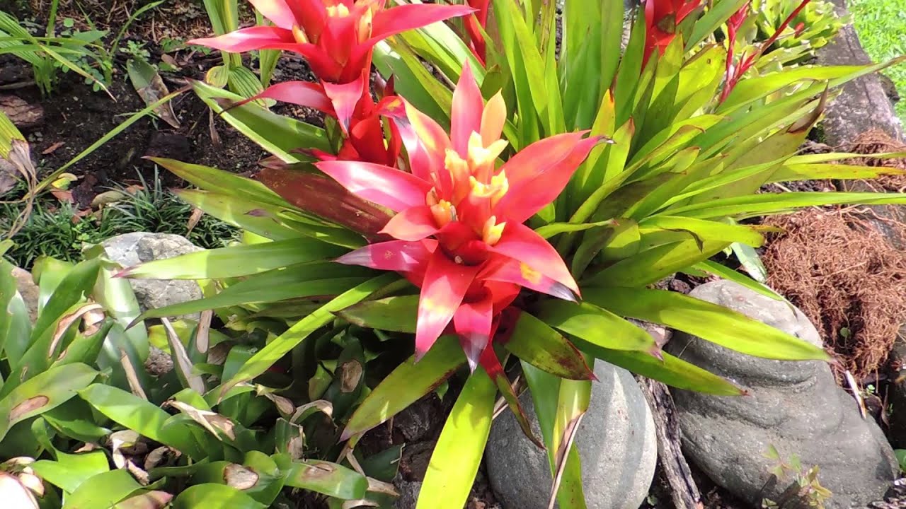 #284, Pencas con flor [Raw], Naturaleza intervenida - YouTube