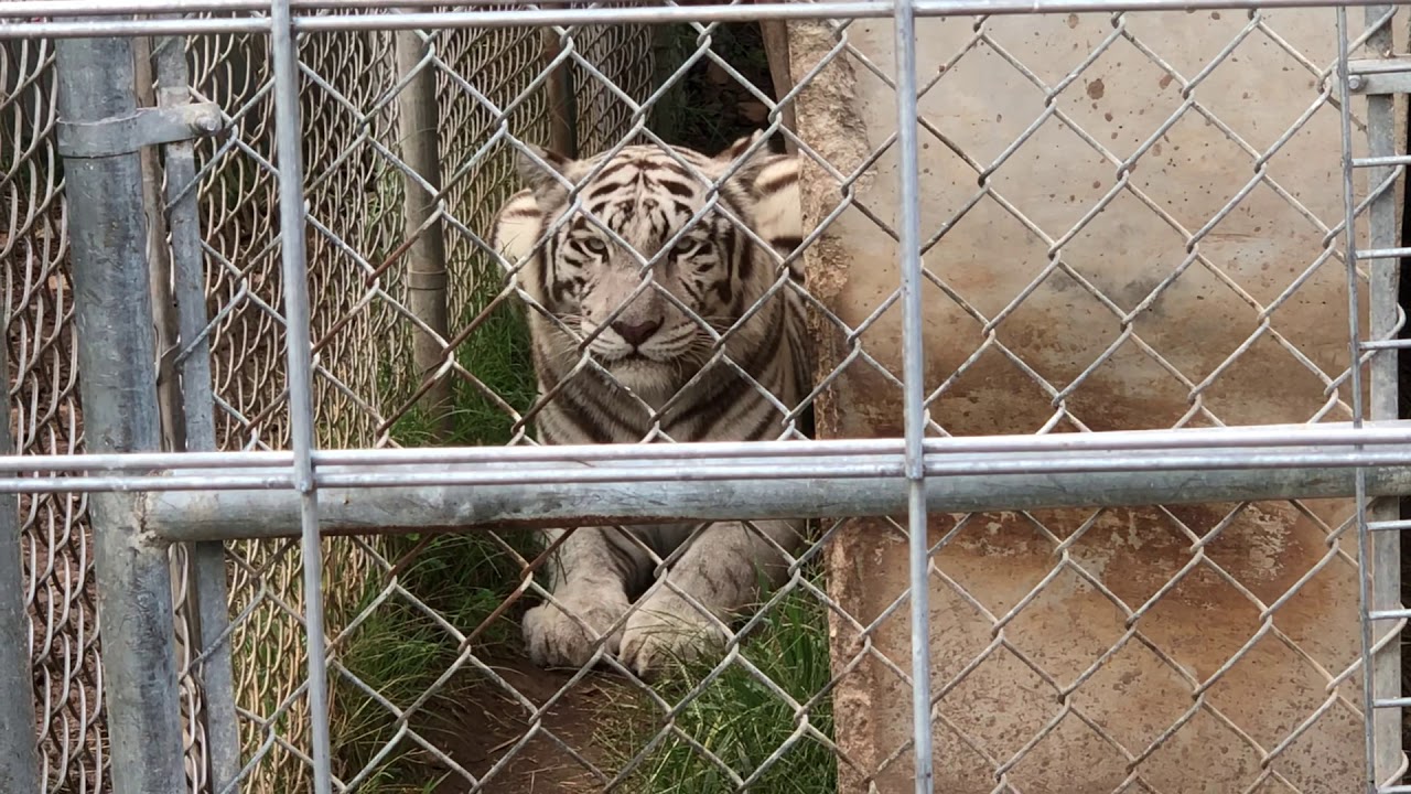 National Tiger Sanctuary Rescue - YouTube