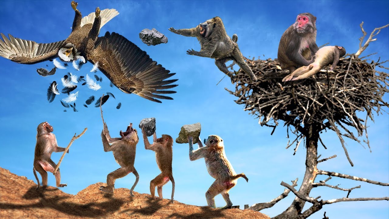 Poor Baby Monkey! Angry Mother Monkey Drags Her Herd To Hunt Wicked ...