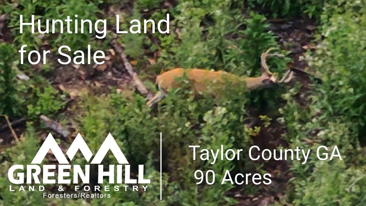 Prime Hunting Land for Sale | Taylor County GA - 90 Acres - YouTube