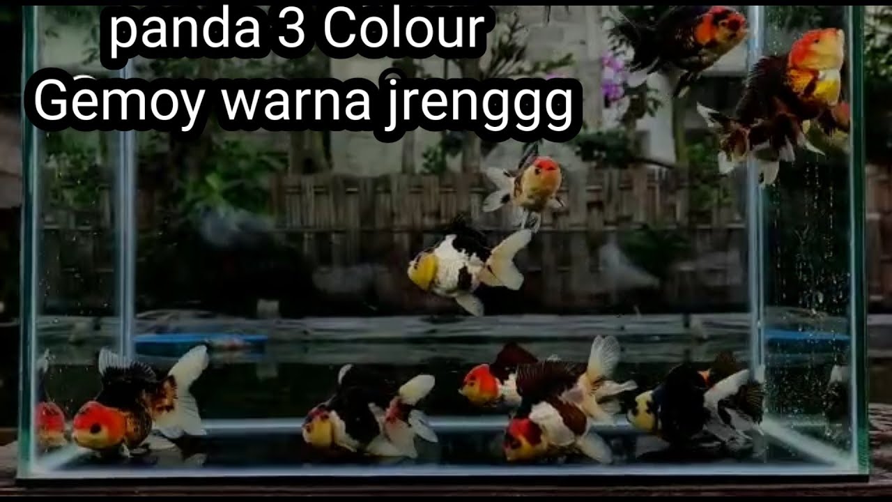 ikan mas koki Panda 3 colour, warna ngejreng #maskoki #maskokioranda # ...