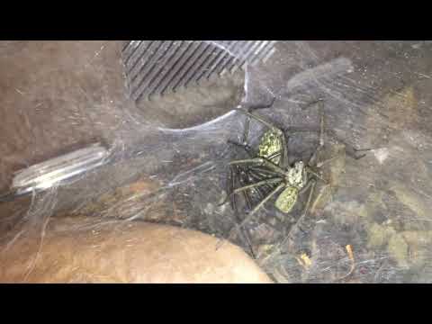 House Spider 🕷️ Breeding