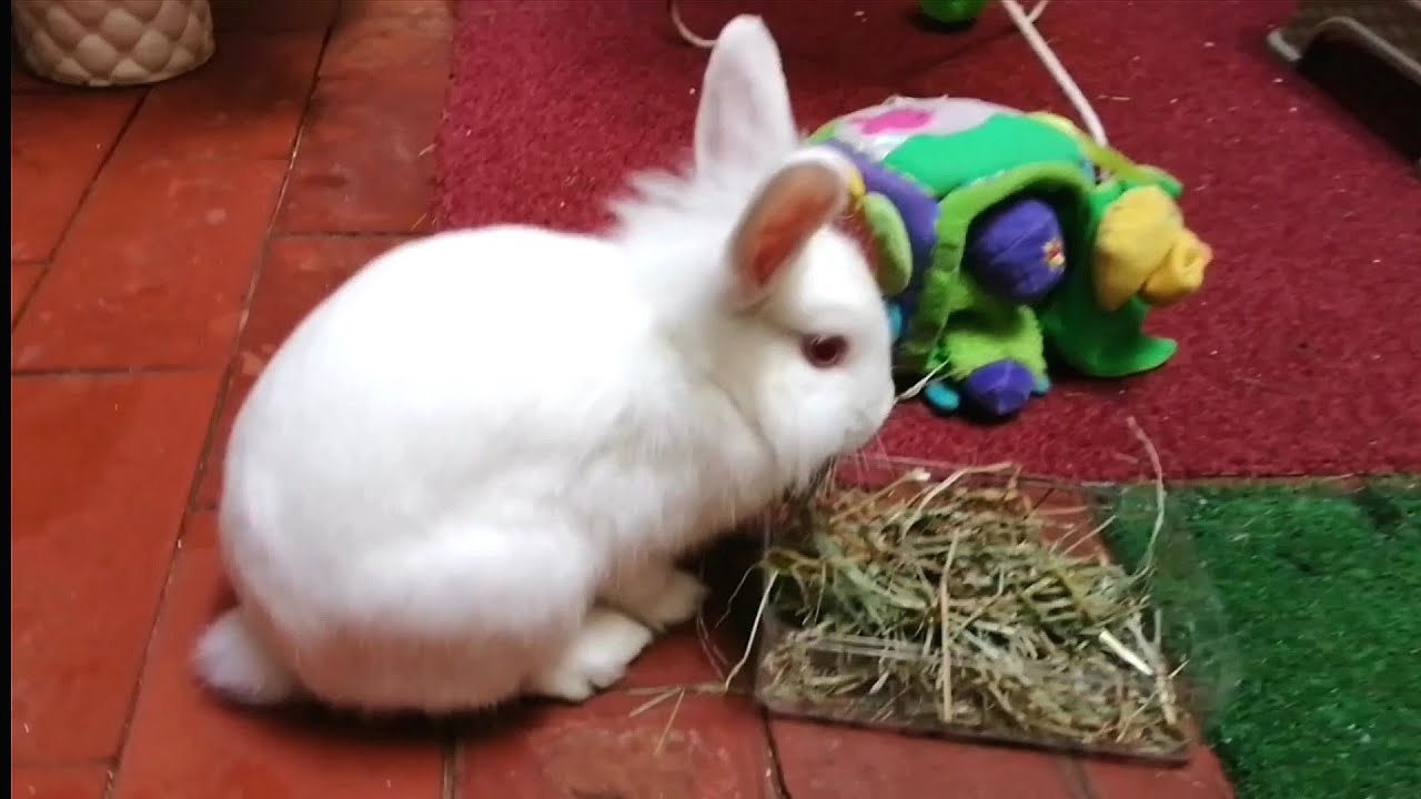 Mis Conejitas Felices! Cute and Happy Bunnies! - YouTube