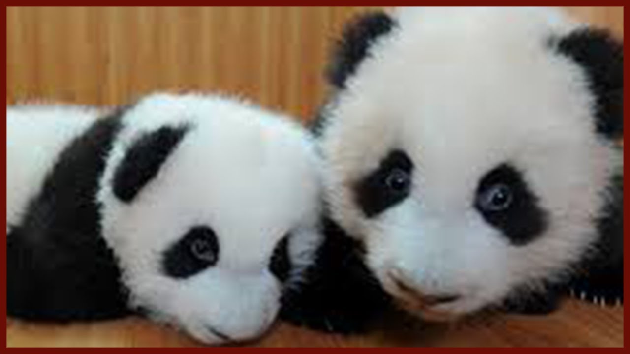 TOP 7 PANDAS Compilation BEST EVER! - YouTube