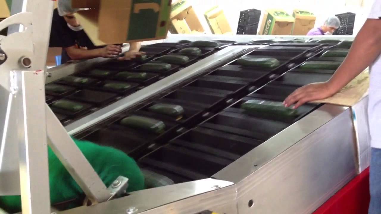Cucumber packing in Hermosillo - YouTube