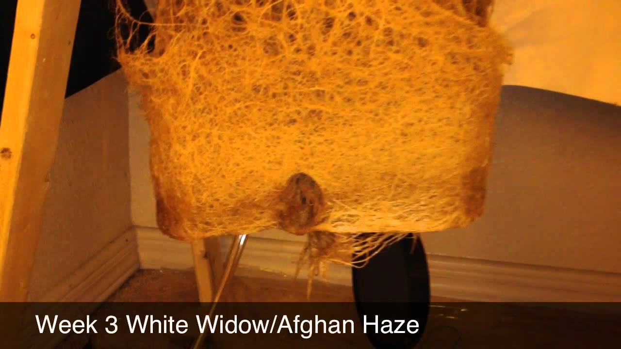 Week 3 Flowering White Widow/Afghan Haze 33 Medical Cannabis Grow - YouTube