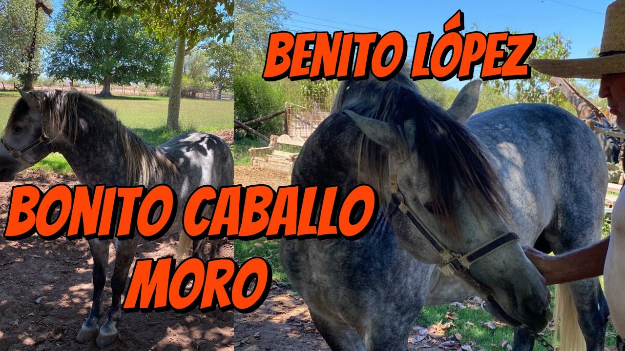 Benito López nos muestra su bonito caballo Moro de su Línea 🐎 ️ # ...