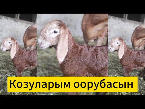 Козуларды опко оорусунан кантип сактайбыз?