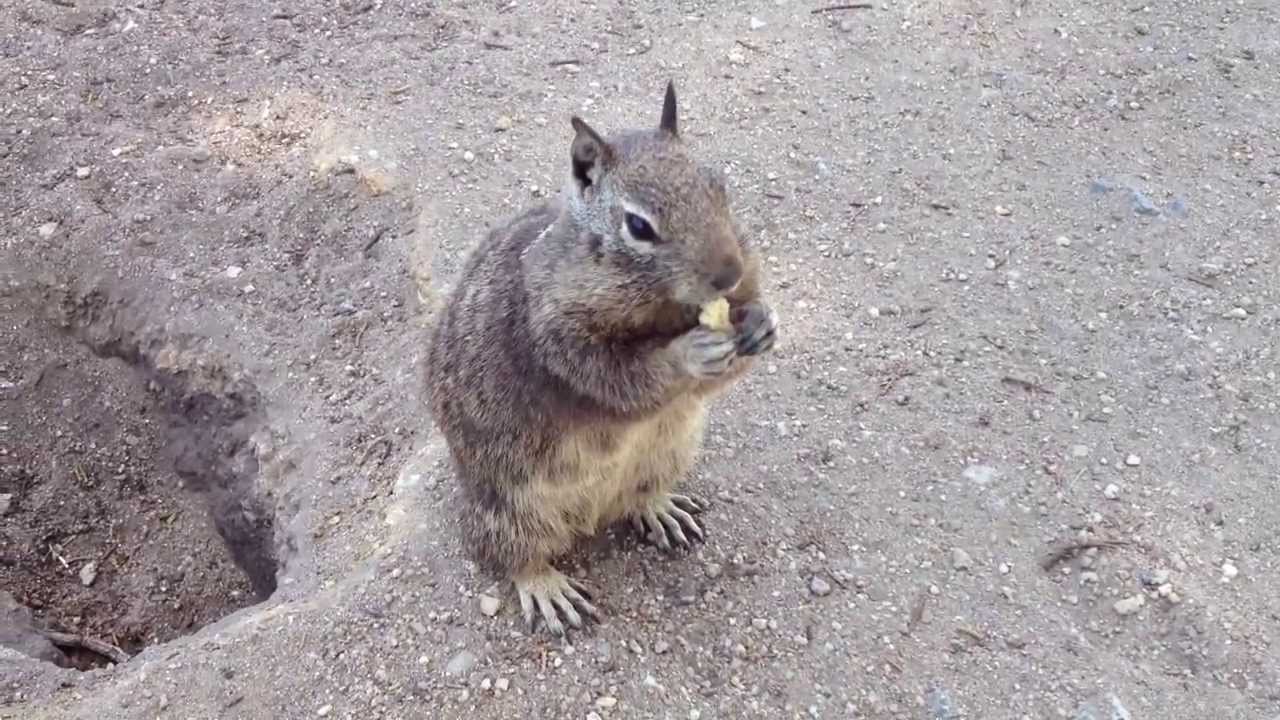 Chipmunk attack - YouTube