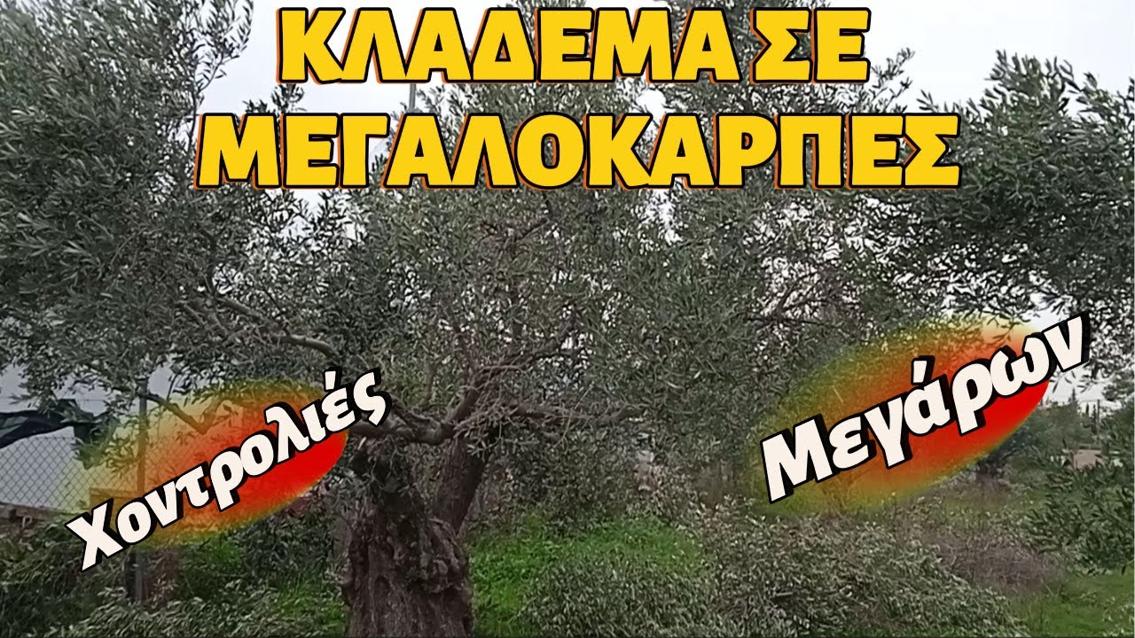 ΚΛΑΔΕΜΑ ΕΛΙΑΣ-ΜΕΓΑΛΟΚΑΡΠΕΣ-ΜΕΓΑΡΩΝ & ΧΟΝΤΡΟΕΛΙΕΣ #olives #viral # ...
