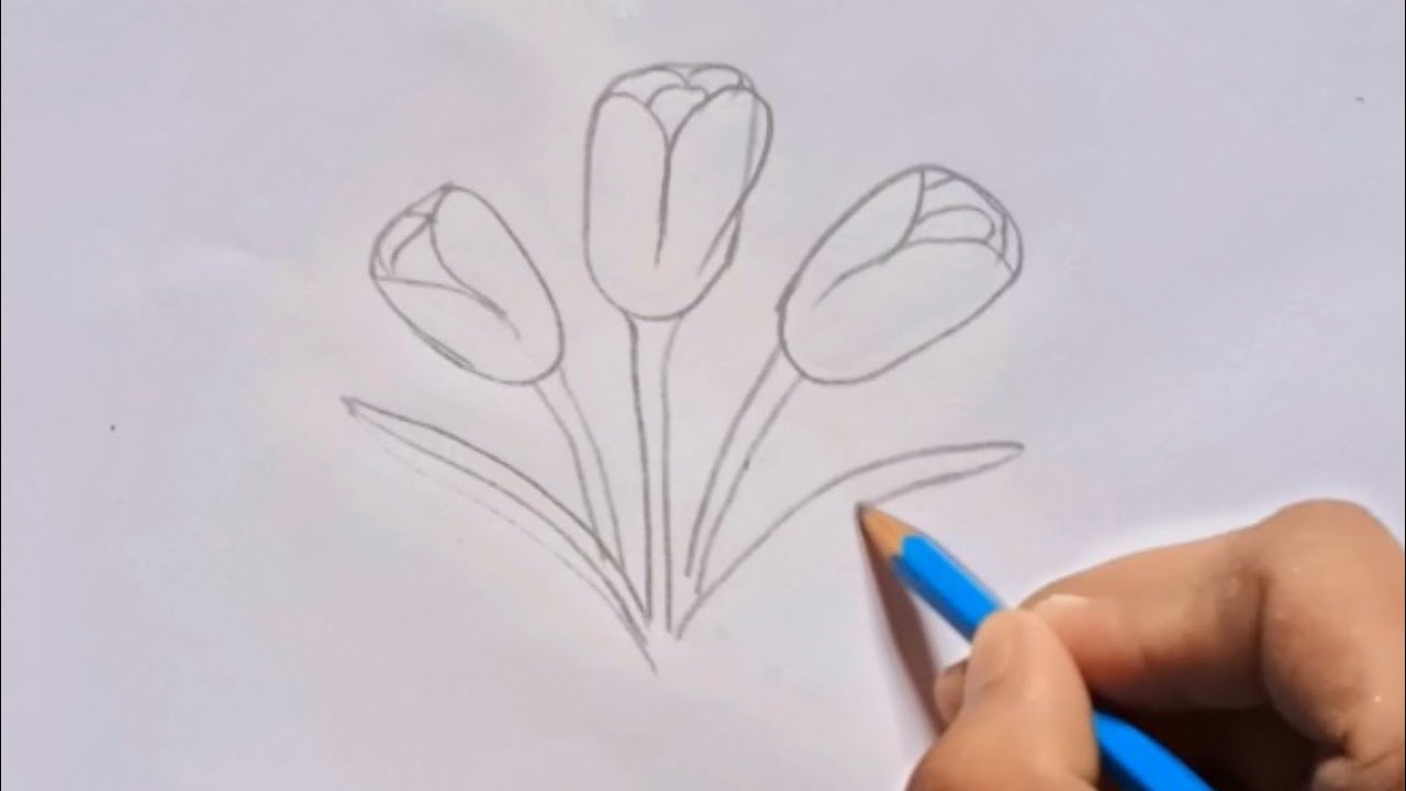 Tulip flower drawing || How to draw Tulip Flower Step by Step ...