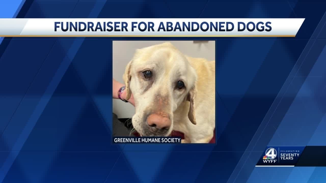 Dogs dumped on side of road in Greenville - YouTube