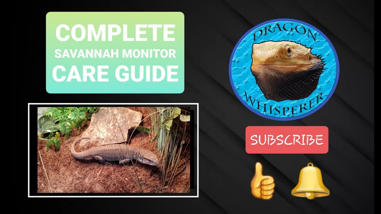 BEST SAVANNAH MONITOR CARE GUIDE!! MONITOR BITE!! - YouTube