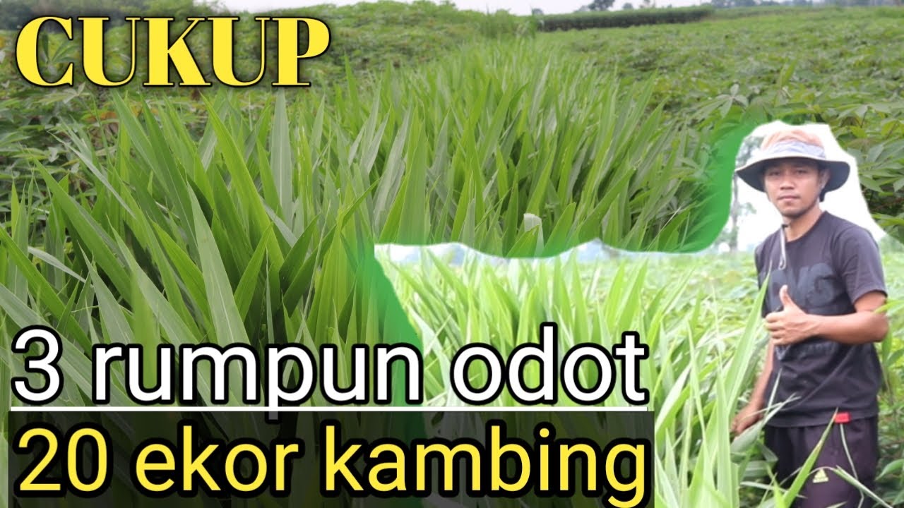 cukup tiga rumpun rumput odot untuk pakan 20 ekor kambing - YouTube