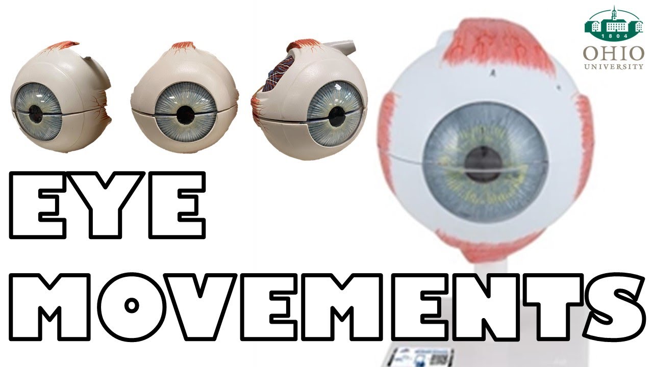 Eye Movements (ONLY) - Ohio University - Human Anatomy - YouTube