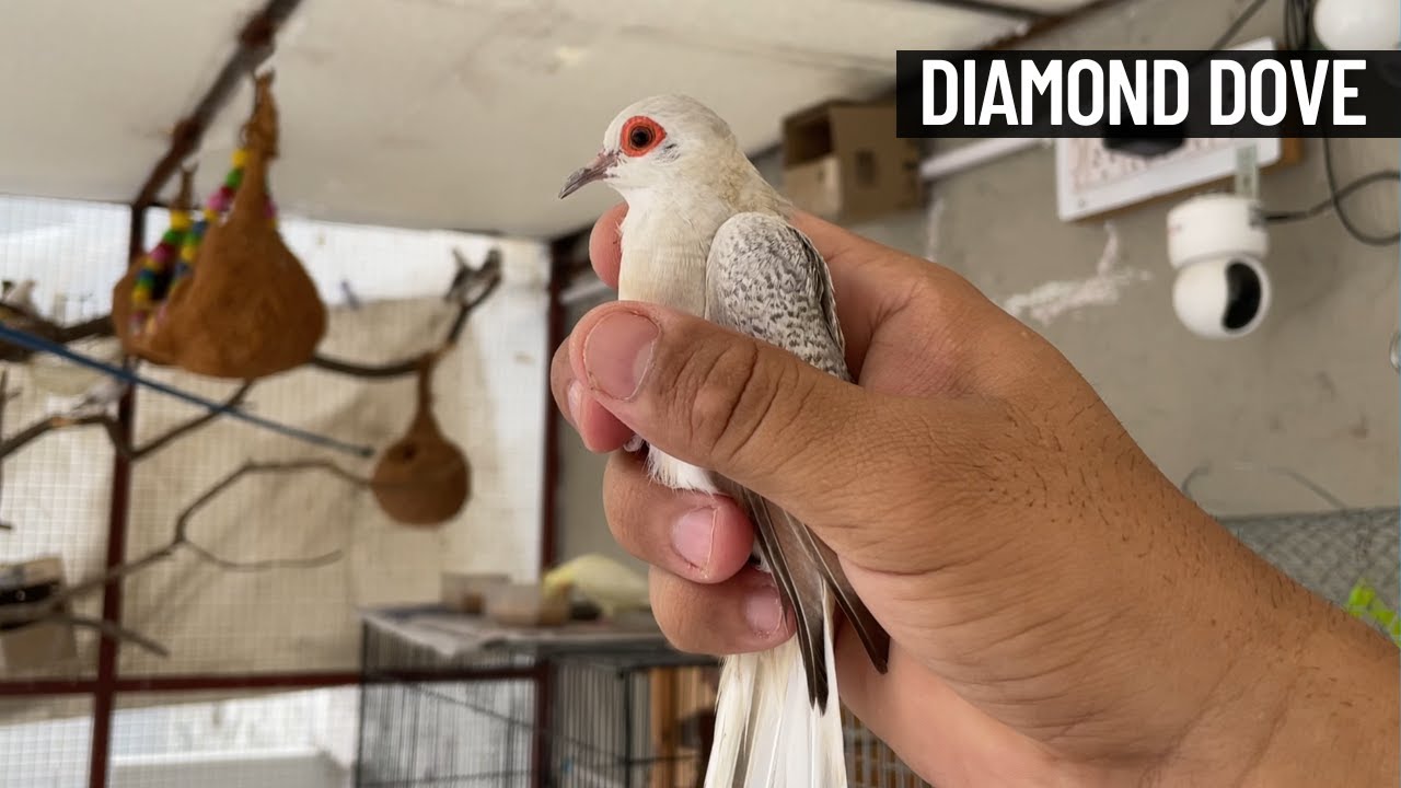 Diamond Dove for Outdoor Bird Aviary - Master Cage and New Nest for Finches - YouTube