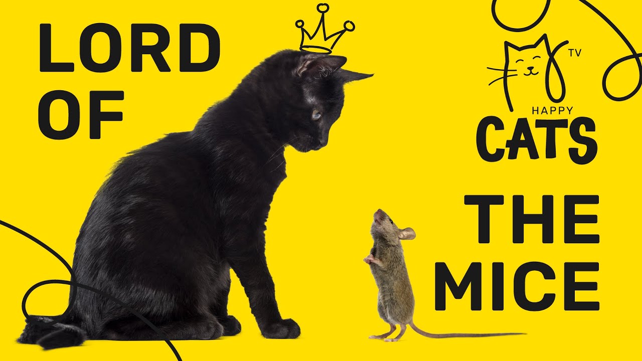 Lord of the Mice: Engaging Chase for Curious Cats - YouTube