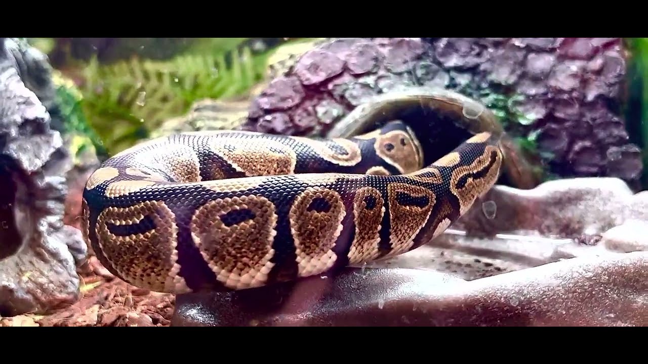 The huge python squeezes himself into a tiny hole - YouTube