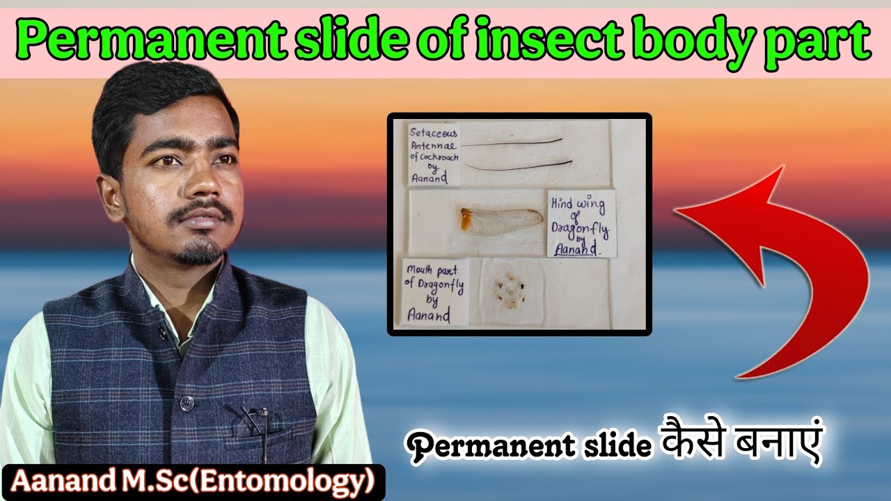 How to create permanent slide of insect body part, permanent slide ...