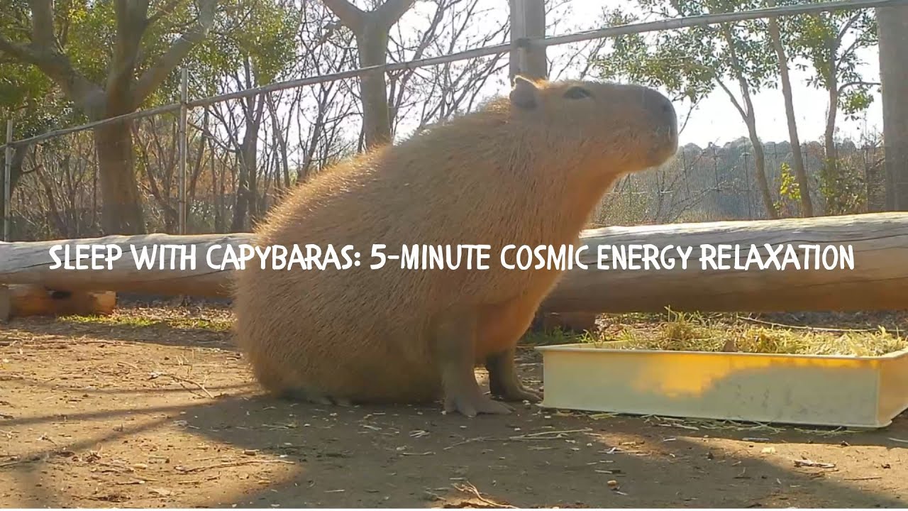 Sleep with Capybaras: 5-Minute Cosmic Energy Relaxation - YouTube