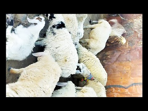 Beautiful Goats and sheeps in kohlu mandi Balochistan . balochi nasal ...