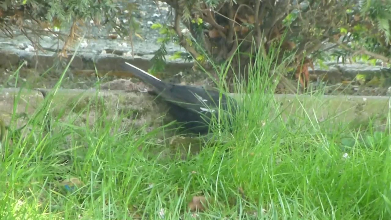 The Mystery Of The Part White Blackbirds (leucism) - YouTube